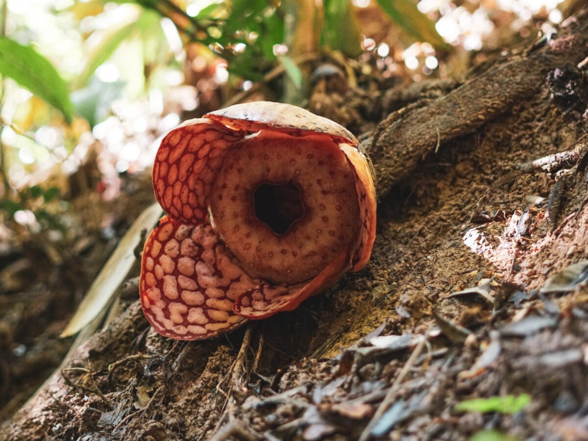 Itinerary for the Adventurous: Lenggong, Gerik, & Royal Belum - Gaya ...