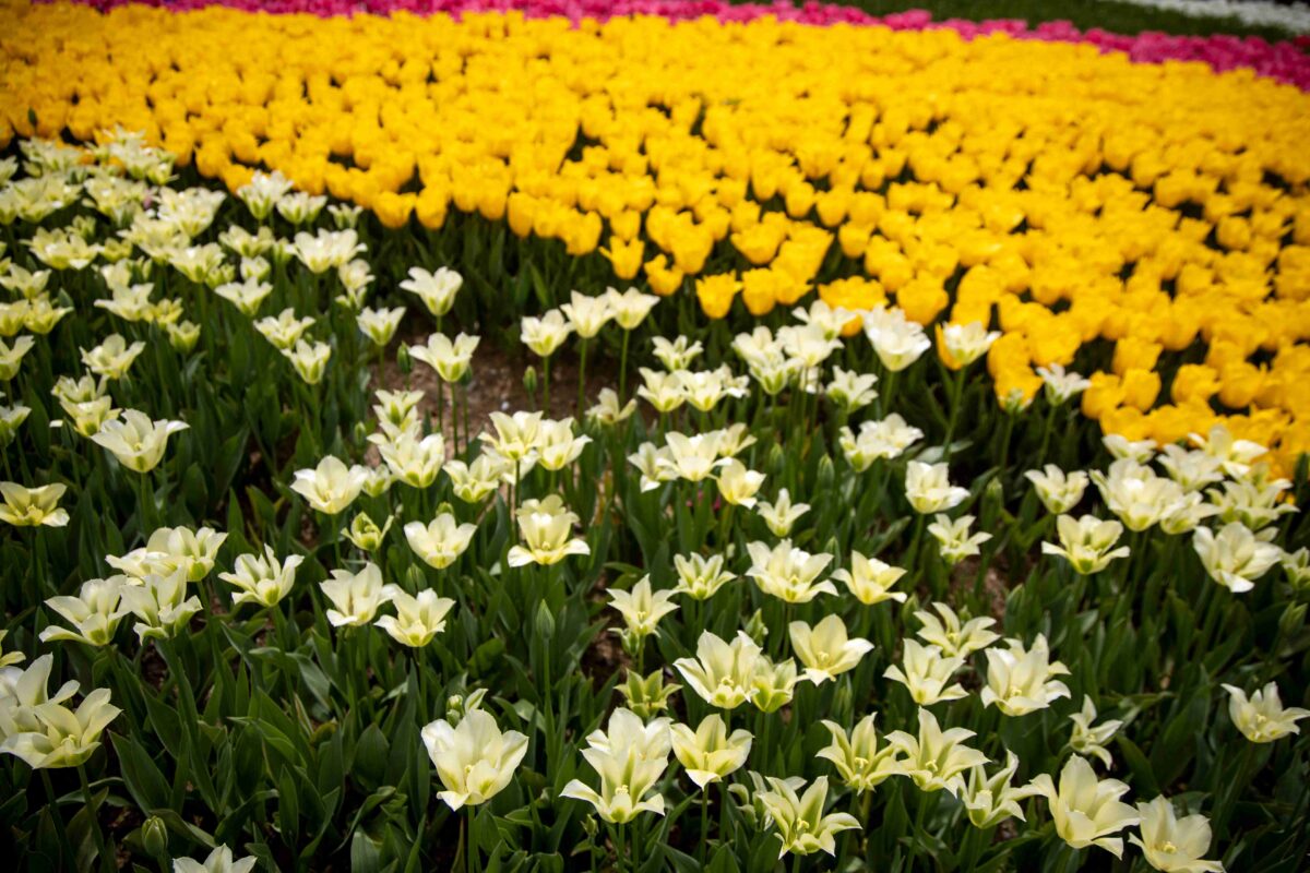Istanbul is ready For The Famous Tulip Season - Gaya Travel Magazine